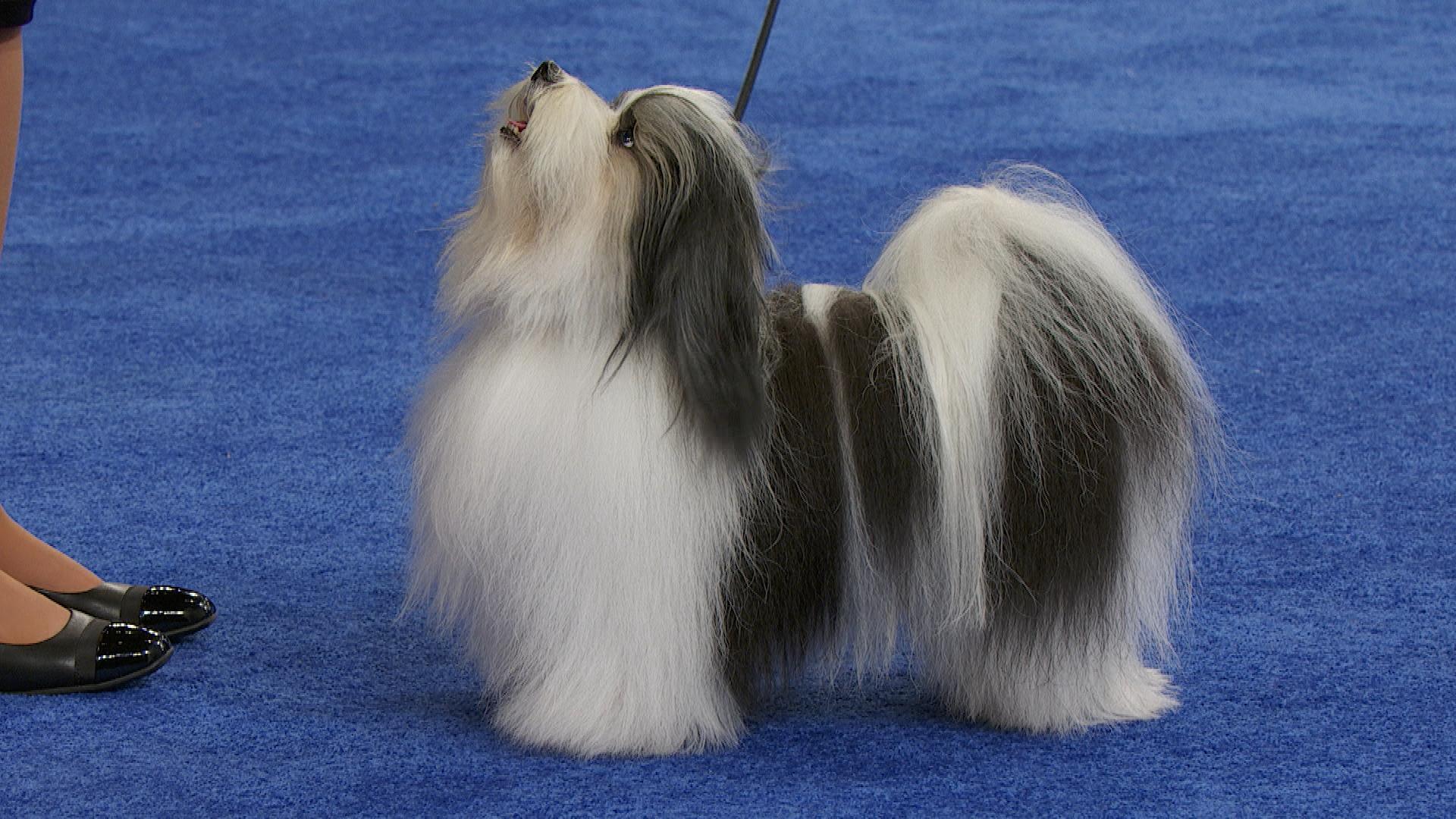 Havanese Dog Show Extravaganza: Unleashing the Fluff and Fun - Dog Show TV