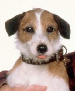 The Famous Eddie: The Beloved Dog on Frasier TV Show - Dog Show TV