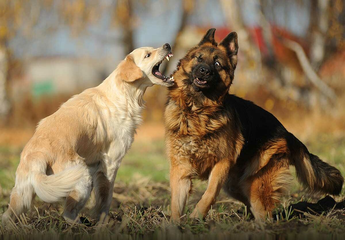 Unleashing Excellence: National Dog Show 2025 Spotlight - German ...