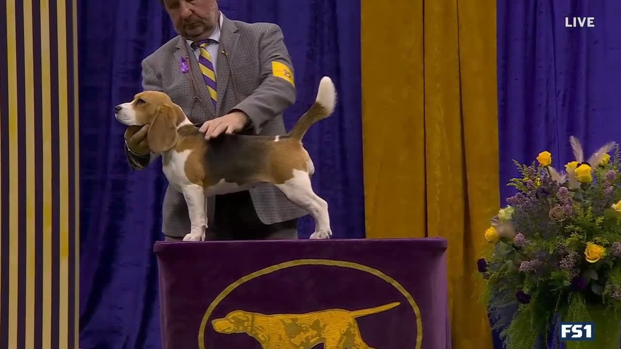 The Ultimate Guide to the National Dog Show Hound Group: Top Breeds and ...
