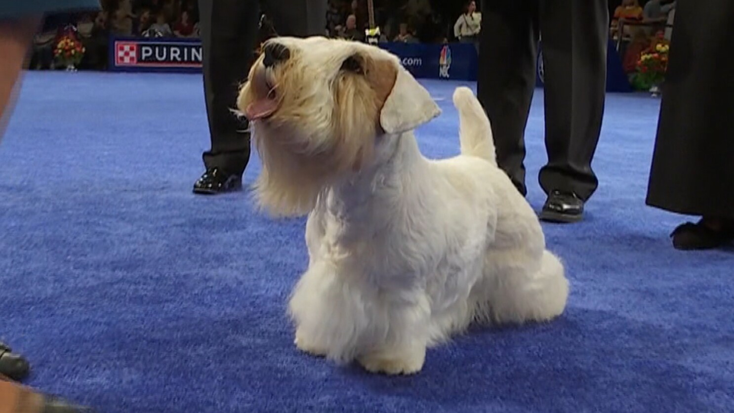 The Excitement of the National Dog Show Terrier Group 2025: A Must ...