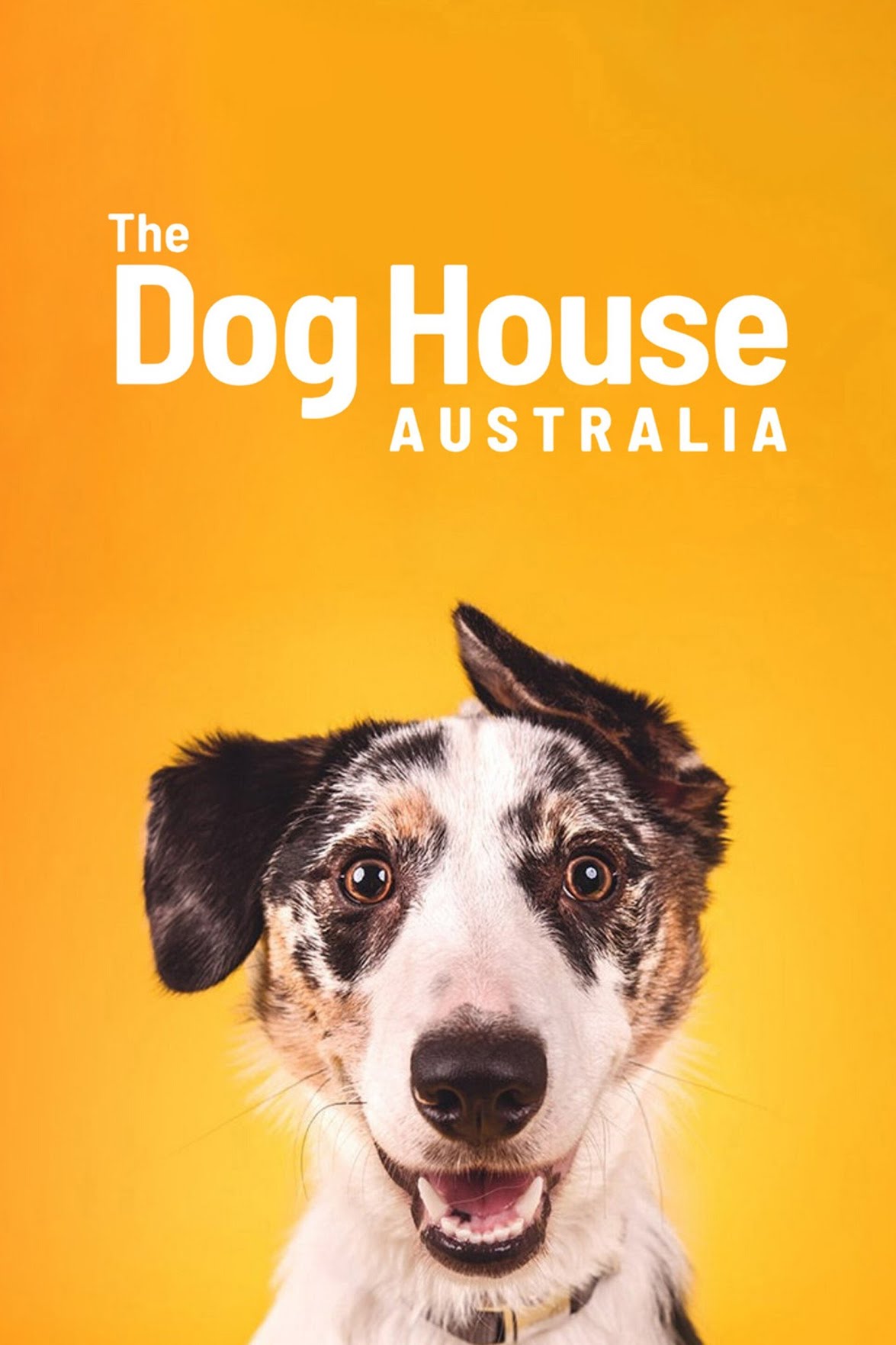 Top Reasons Why 'The Dog House' TV Show Will Win Your Heart - Dog Show TV