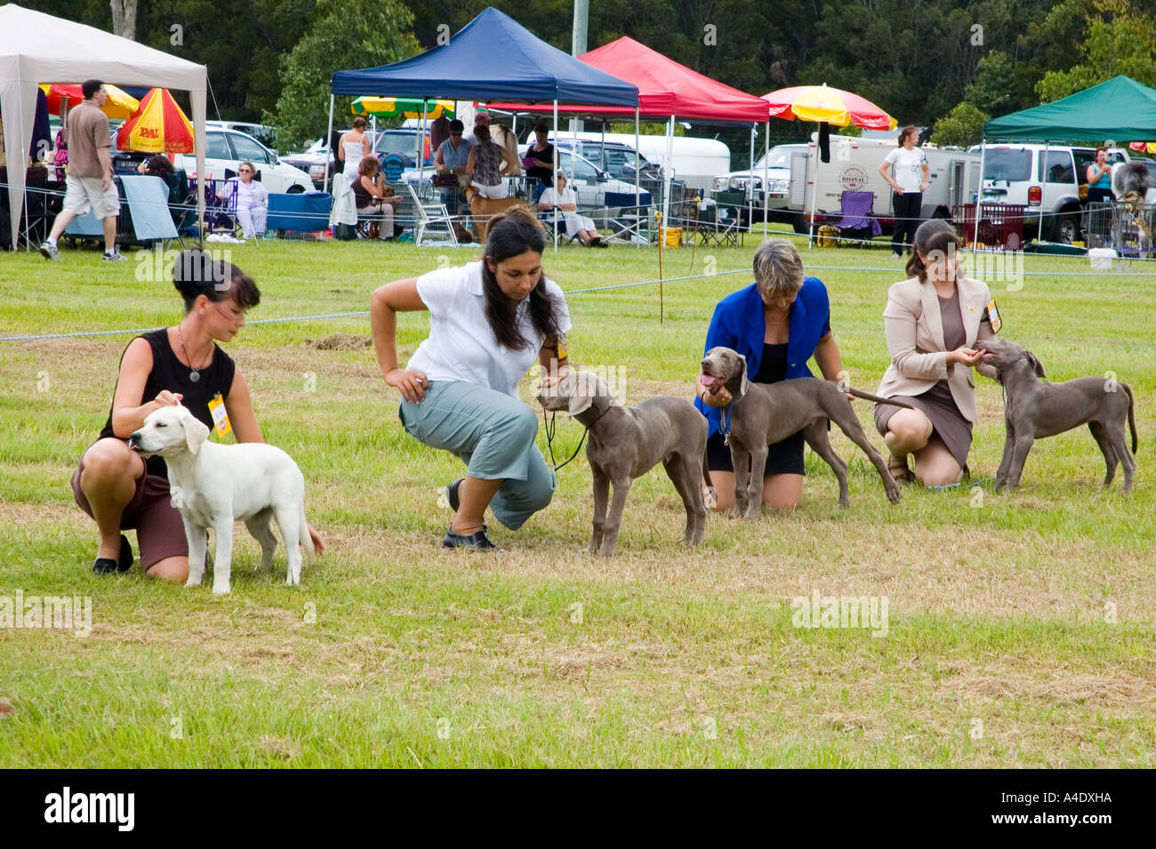 Barking Up a Storm: Australia Dog Show Highlights - Dog Show TV