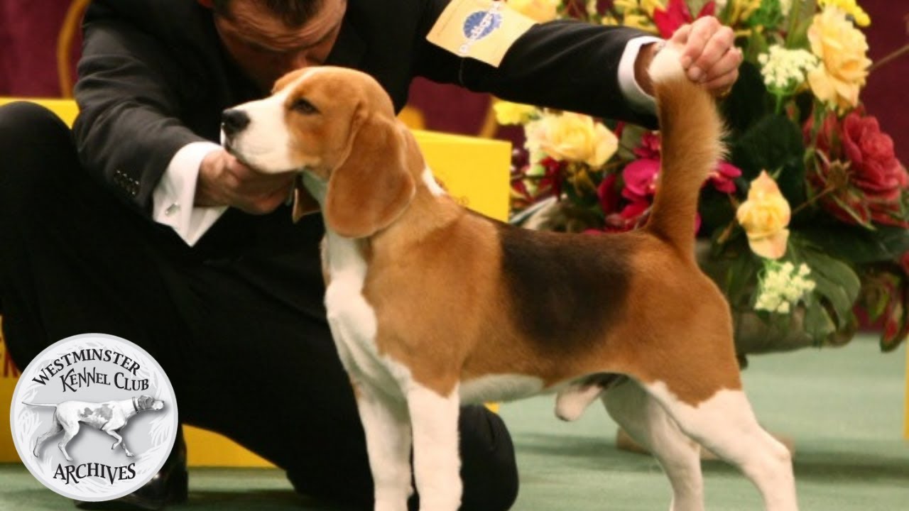Best in Show: Beagle Hits the Spotlight at the Dog Show - Dog Show TV