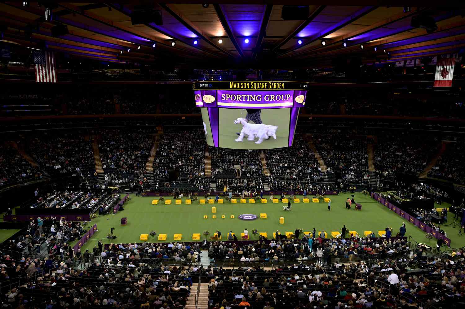 Unveiling the Westminster Dog Show Location for 2025: Everything You Need to Know! - Dog Show TV