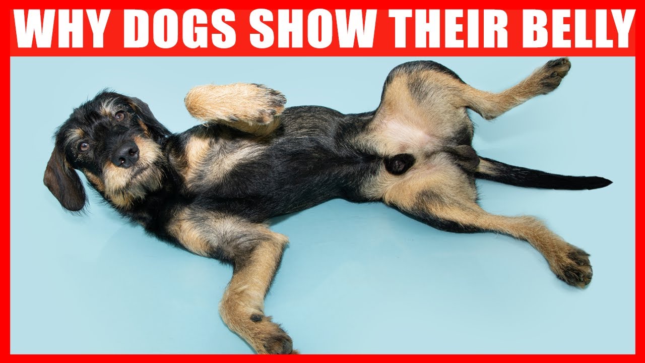 Belly Up: What to do When Your Dog Shows Their Belly - Dog Show TV