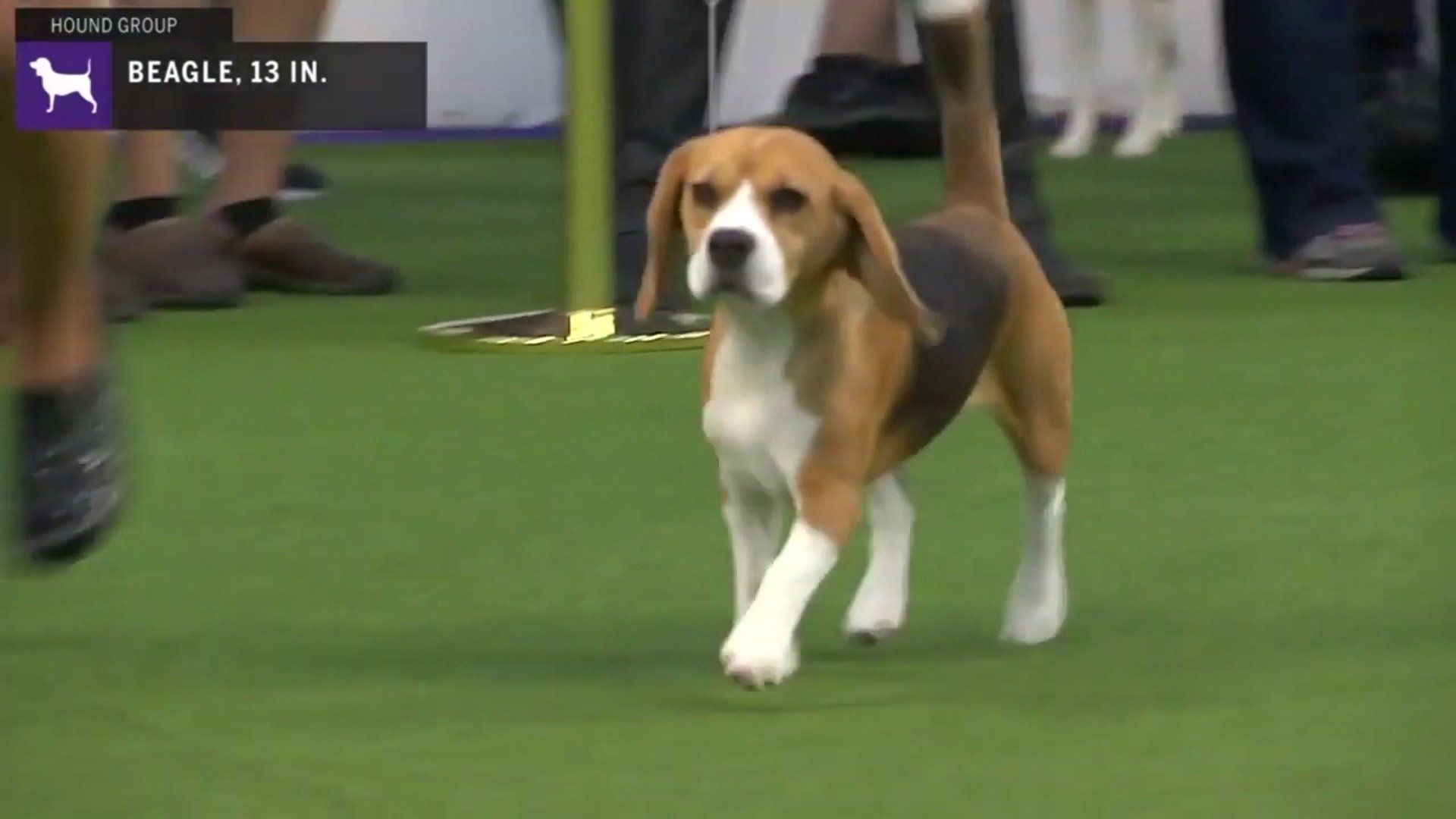 Beagle Excitement: Unleashing the Charm at the Westminster Dog Show ...