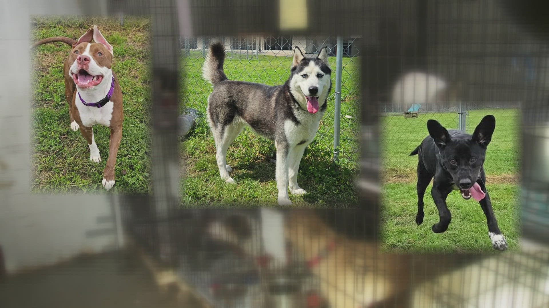 Unleashing the Excitement: Best in Rescue Dog Show Streaming Uncovered ...