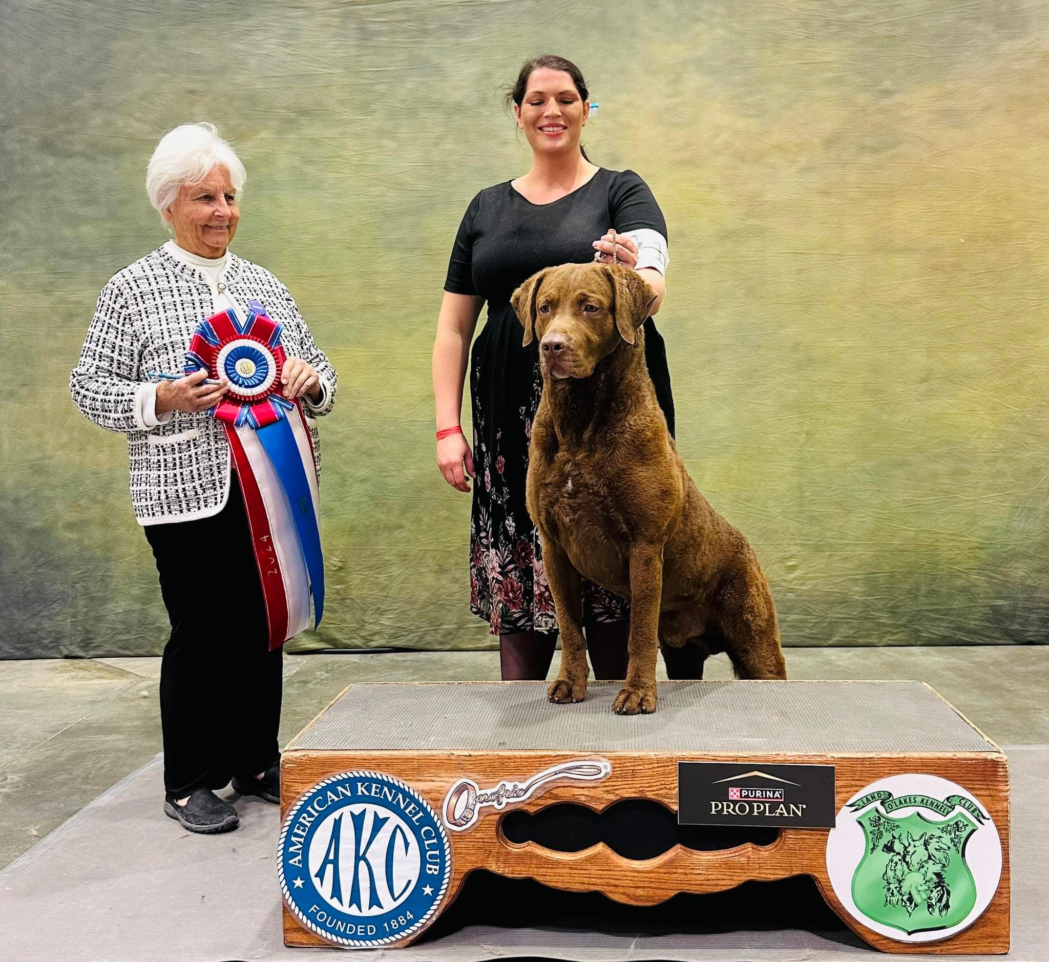 Exciting Canine Chronicle Dog Show Results Revealed! - Dog Show TV