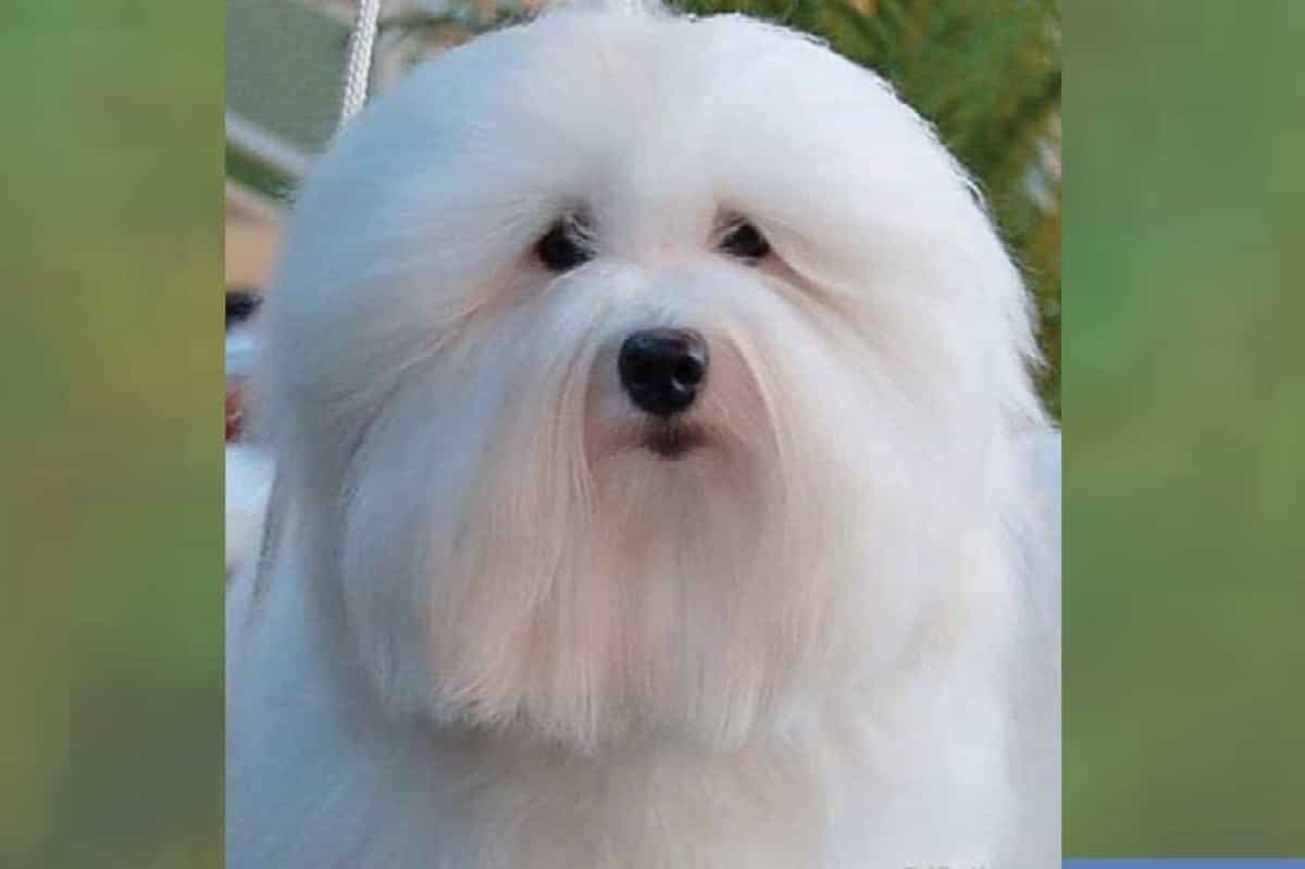 Celebrating Excellence: The Stunning Coton de Tulear Show Dog - Dog Show TV