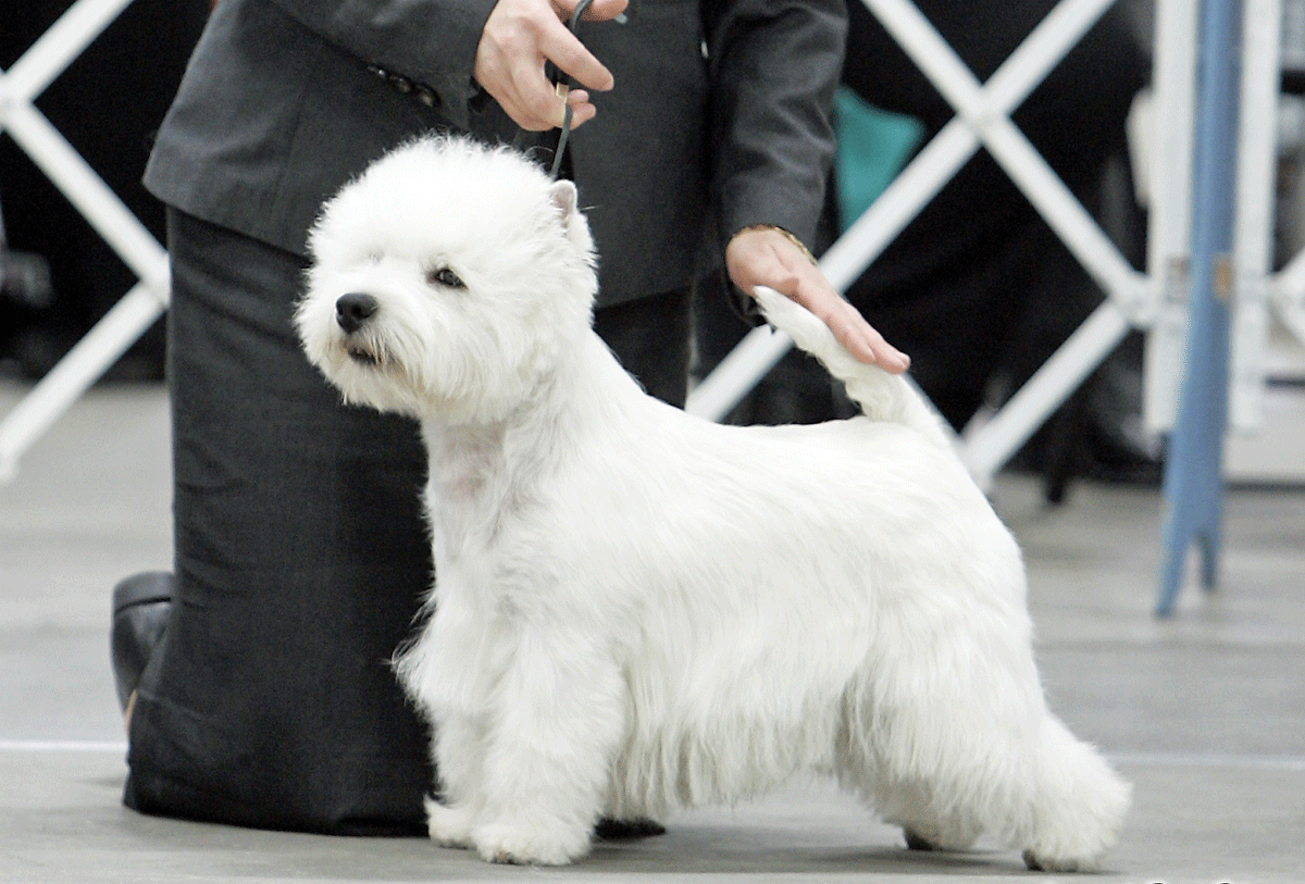 Unleashing the Best in Breed: The World of the Westie Show Dog - Dog ...