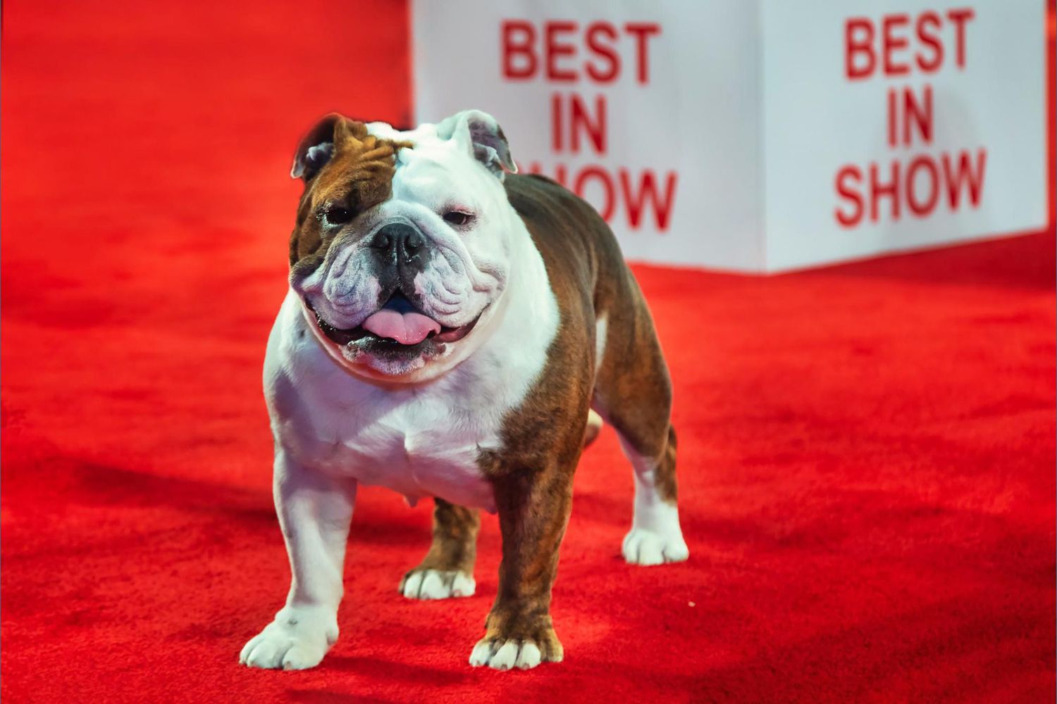 Bulldog Bonanza: A Showcase of Canine Charm at the Dog Show - Dog Show TV