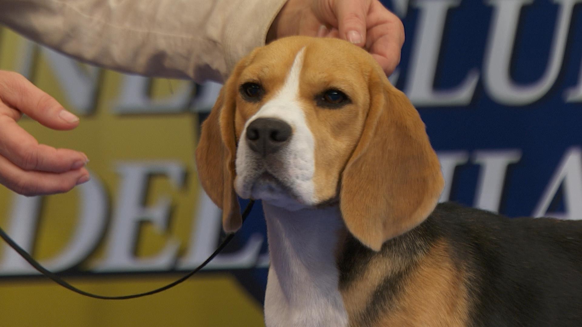 Barking Up a Storm: Hound Group Spotlight at the National Dog Show ...