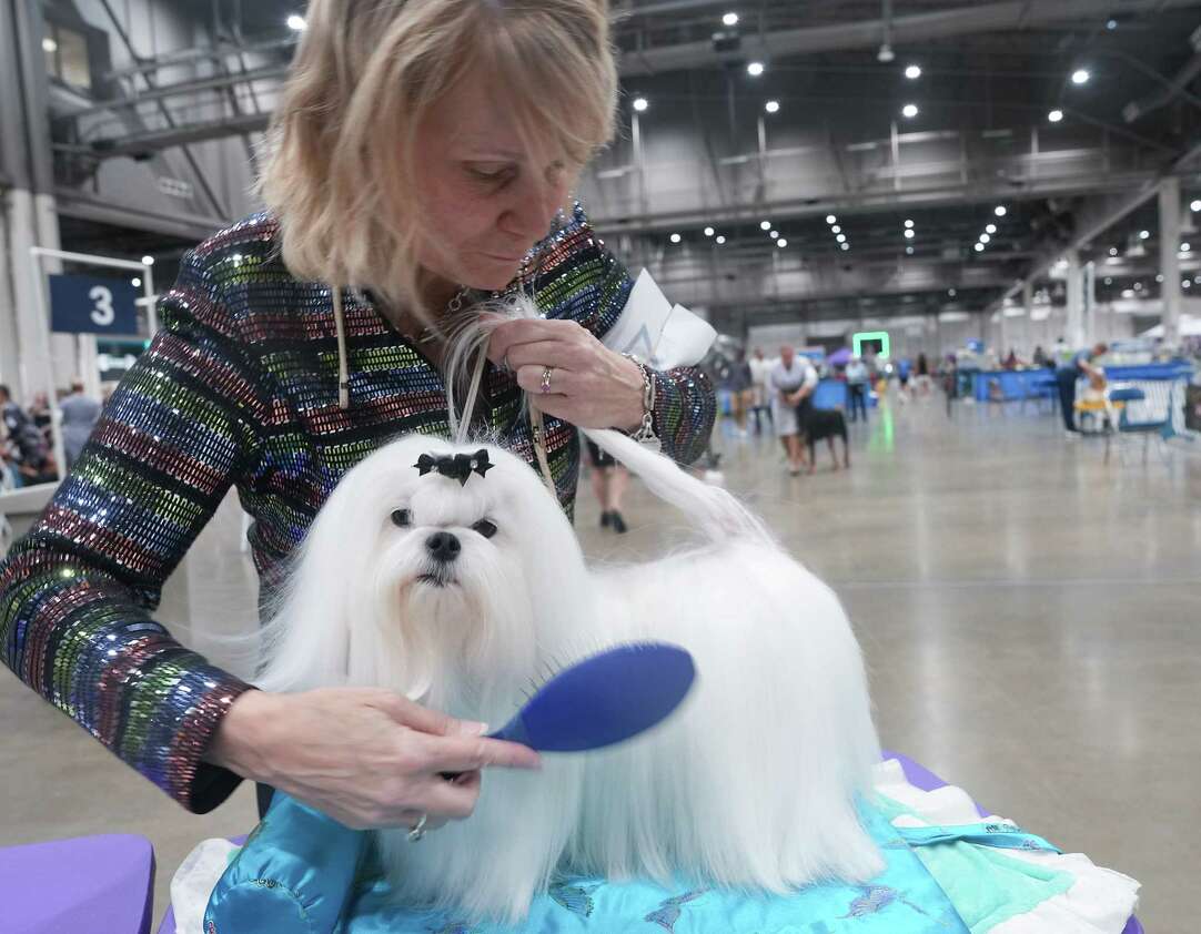 Bark All About It: The Houston World Series Dog Show Unleashed! - Dog ...