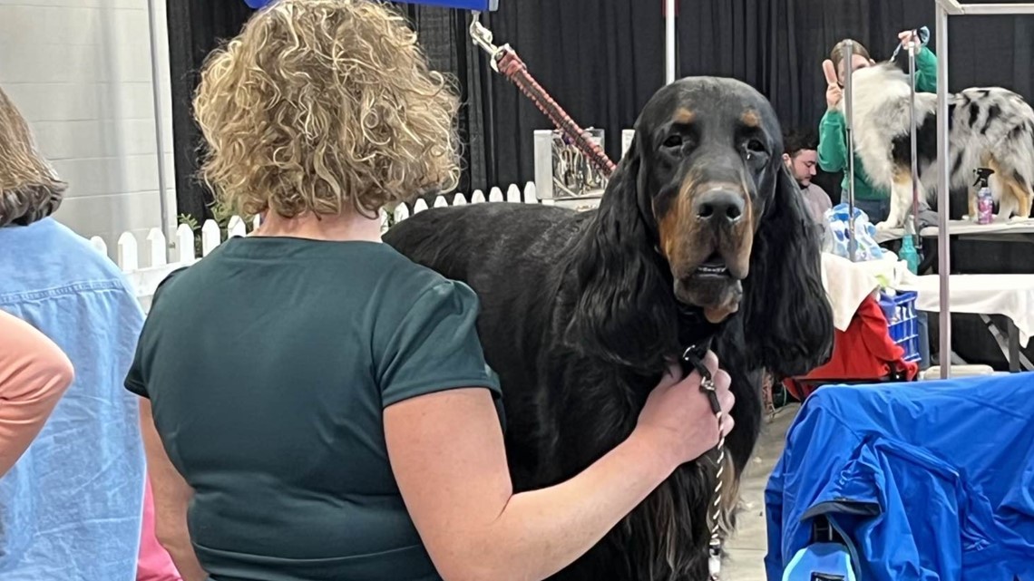 Unleashing Excitement: The Indy Dog Show Experience - Dog Show TV