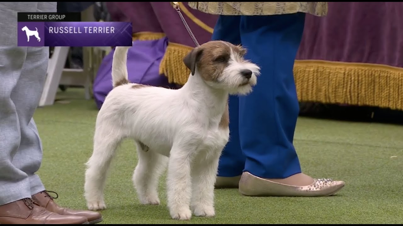 Barking Up a Storm: Jack Russell Dog Show Extravaganza! - Dog Show TV