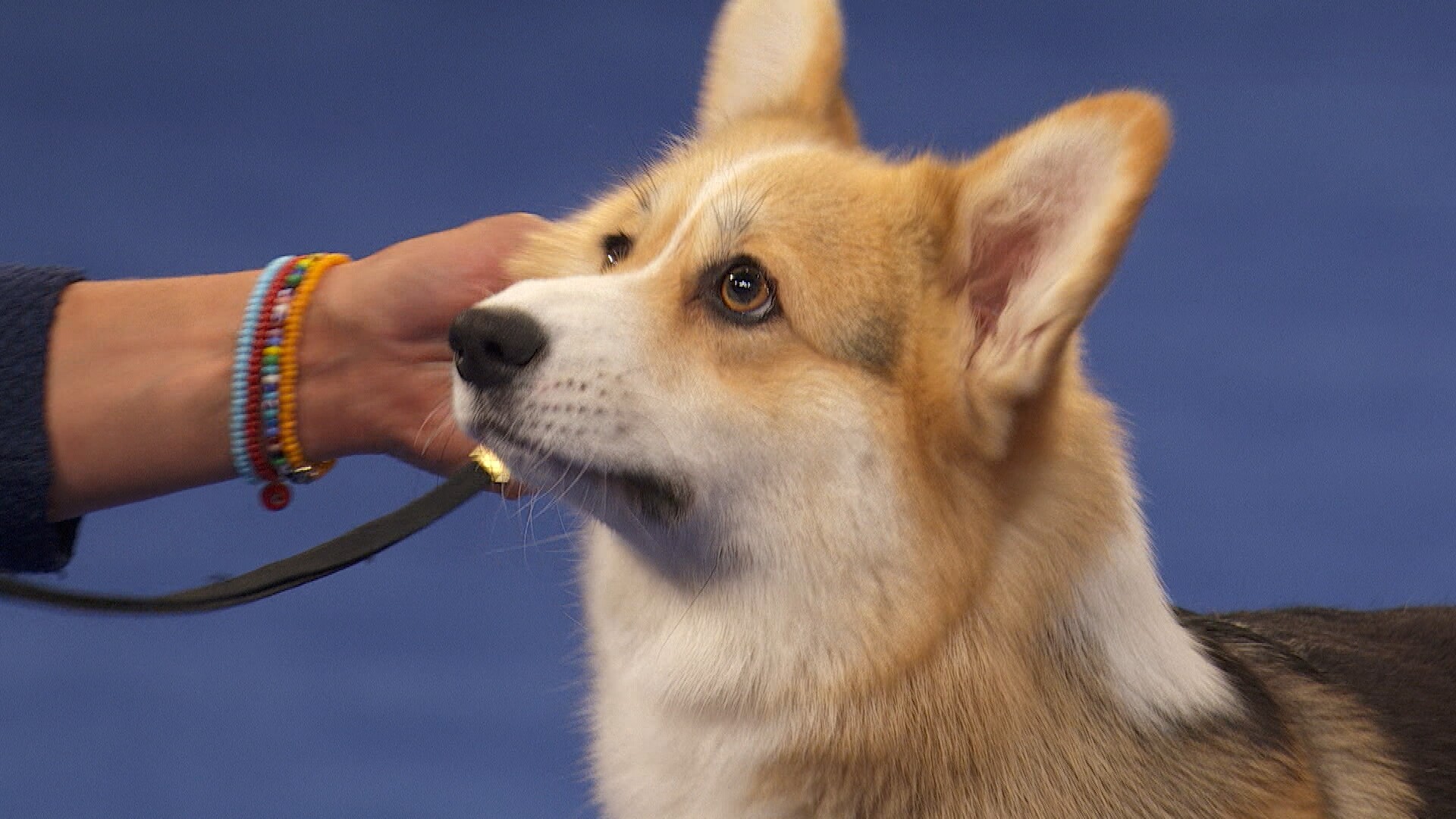 The Ultimate Guide to the National Dog Show Corgi Competition - Dog Show TV