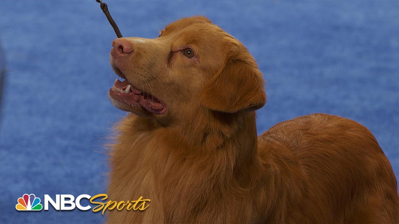 Unveiling the National Dog Show Order of Groups: A Guide for Dog Breed ...