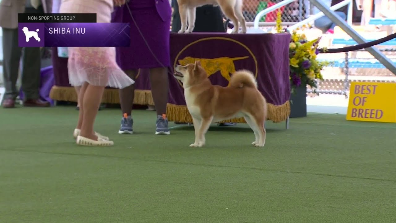 Unleashing the Charm: Shiba Dog Show Extravaganza! - Dog Show TV