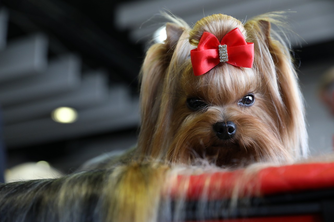 Show Dog Yorkies: Unleashing the Elegance and Charm on the Stage! - Dog Show TV