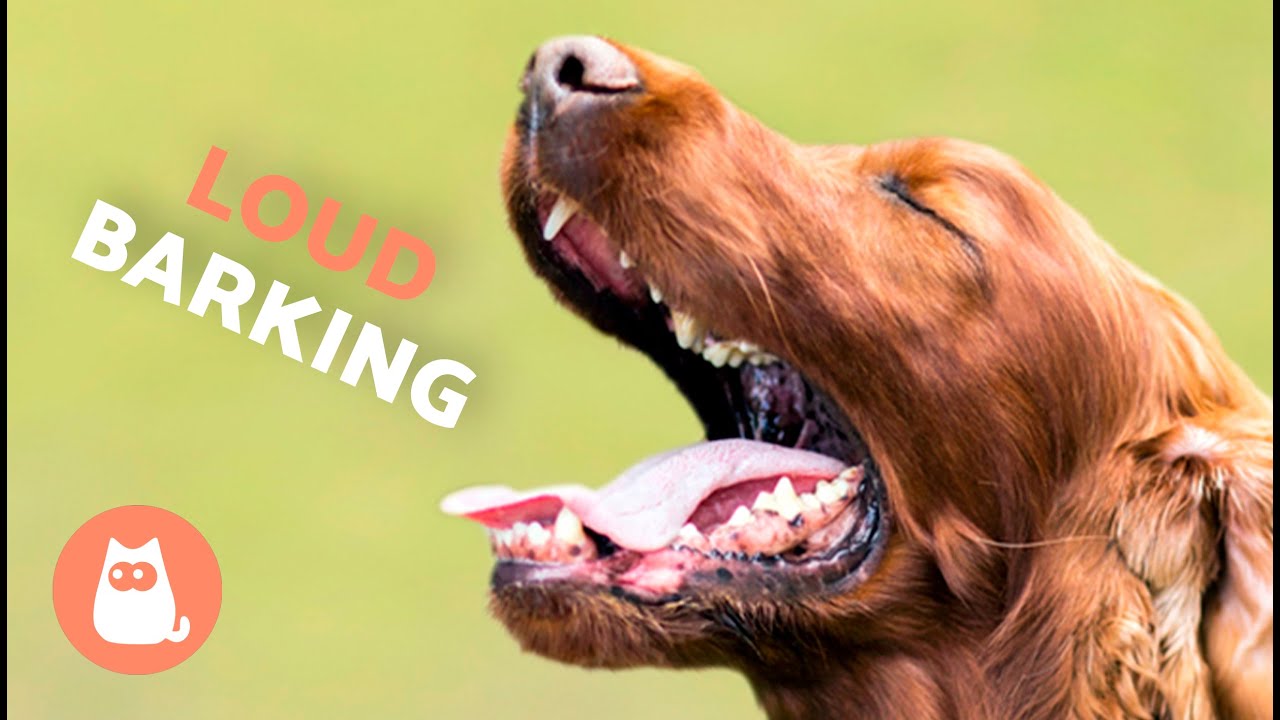 Barking Up a Storm: The Ultimate Dog Bark Show Guide - Dog Show TV