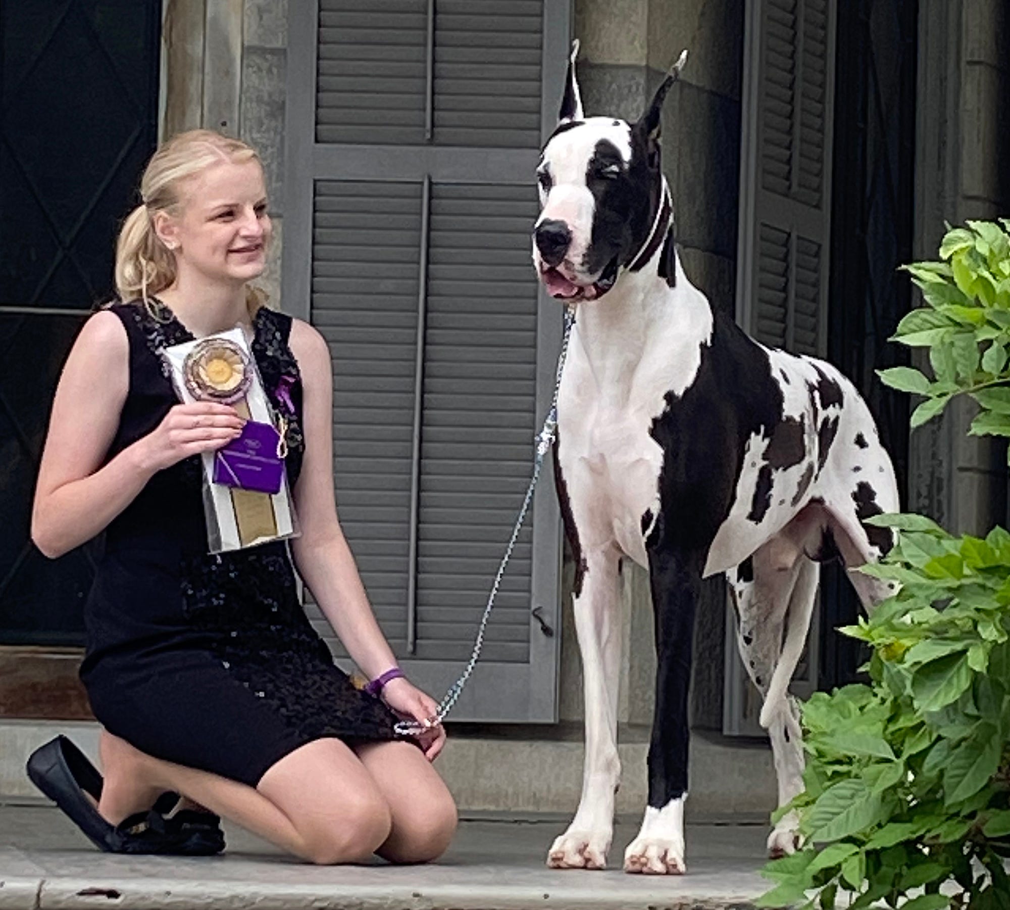 The Westminster Dog Show: Great Dane Glory on the Main Stage! - Dog Show TV