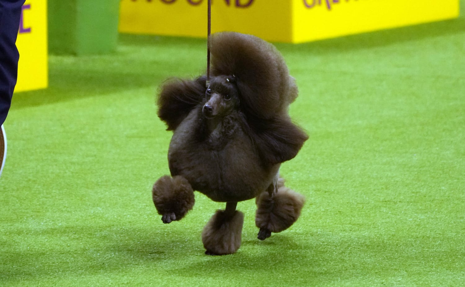 Unleashing Excitement: The Winchester Dog Show Reigns Supreme! - Dog ...