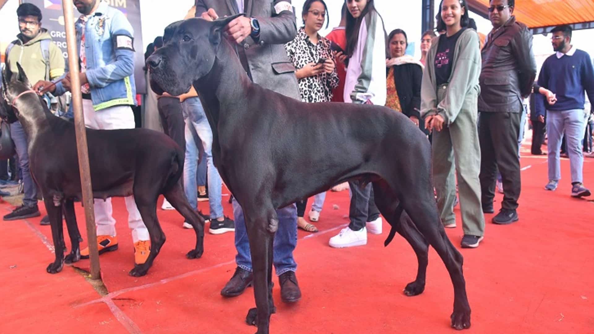 Unleashing Excitement: Exploring the World's Largest Dog Show - Dog Show TV