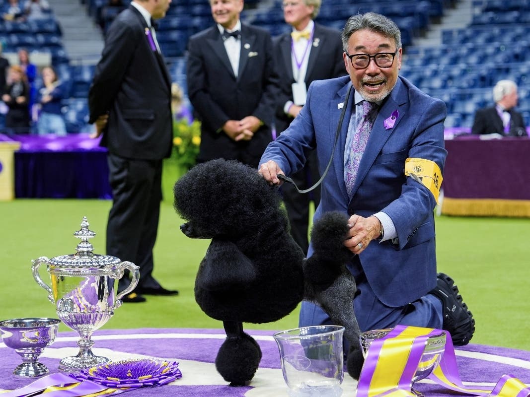 Unleashing the Best: 148th Westminster Dog Show to Crown Top Canines ...