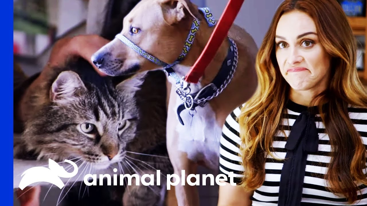 Unleashing Fun: The Animal Planet Dog Show Highlights You Can't Miss ...