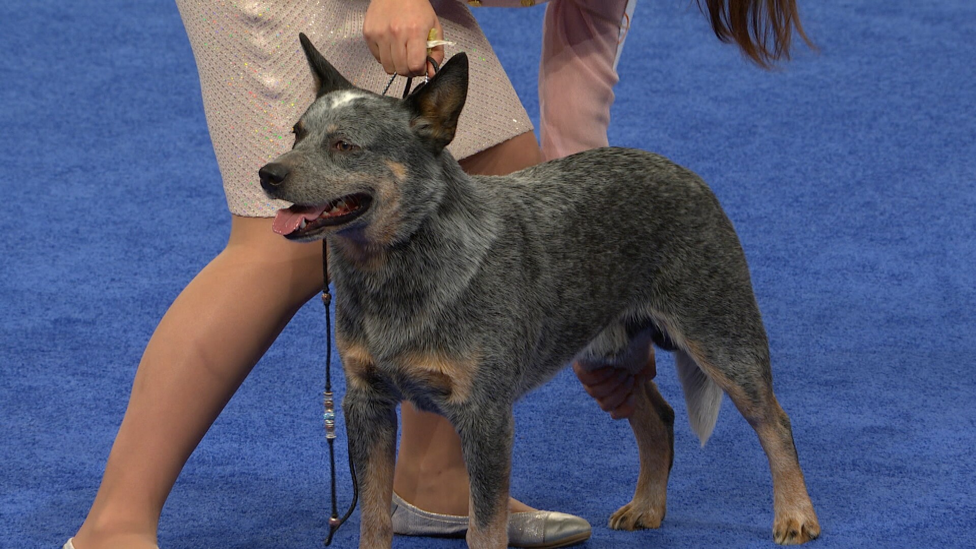 The Ultimate Guide to Australian Cattle Dog Shows: Unleashing the Best ...