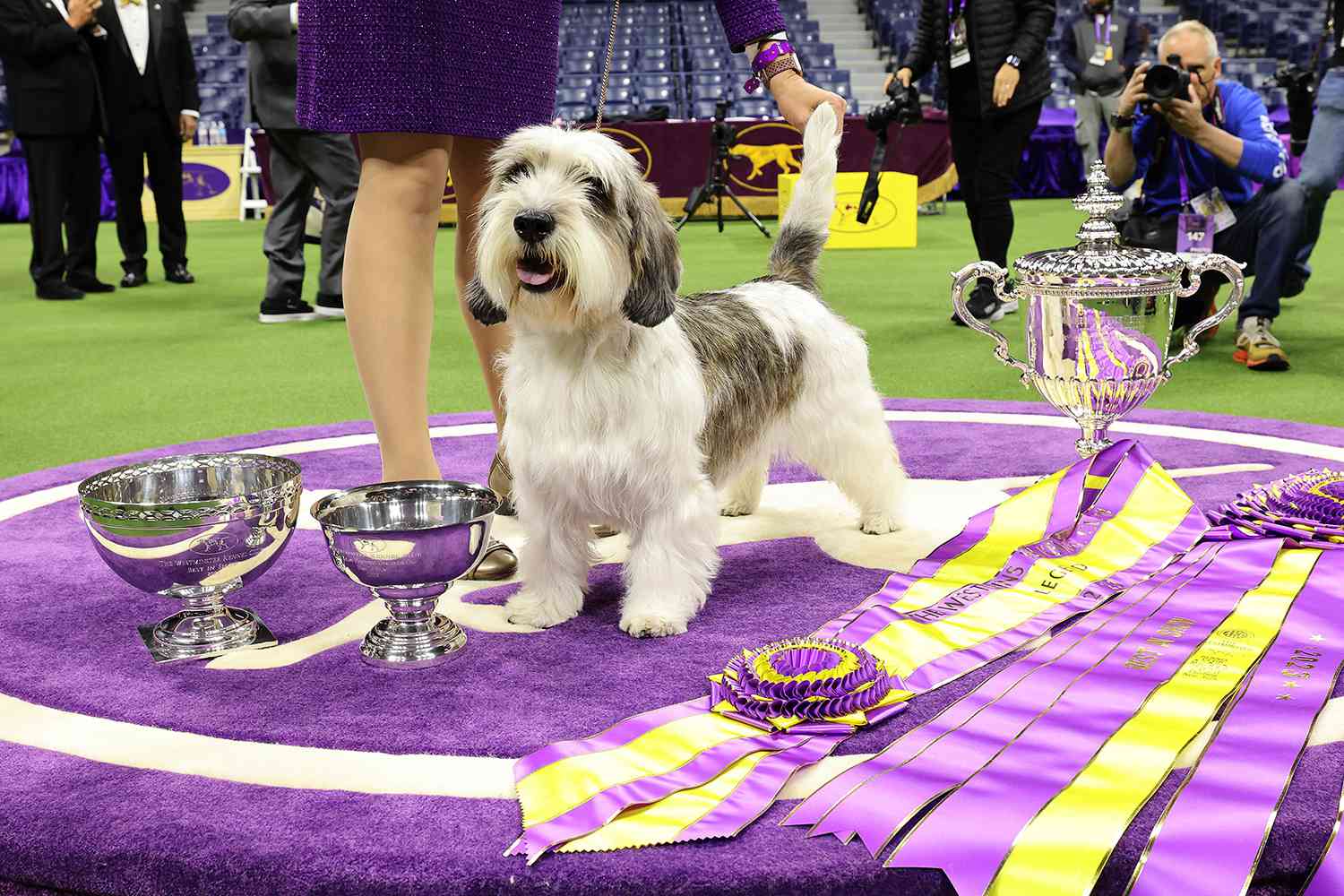 Unveiling the Best in Show at the Westminster Kennel Club Dog Show: A ...