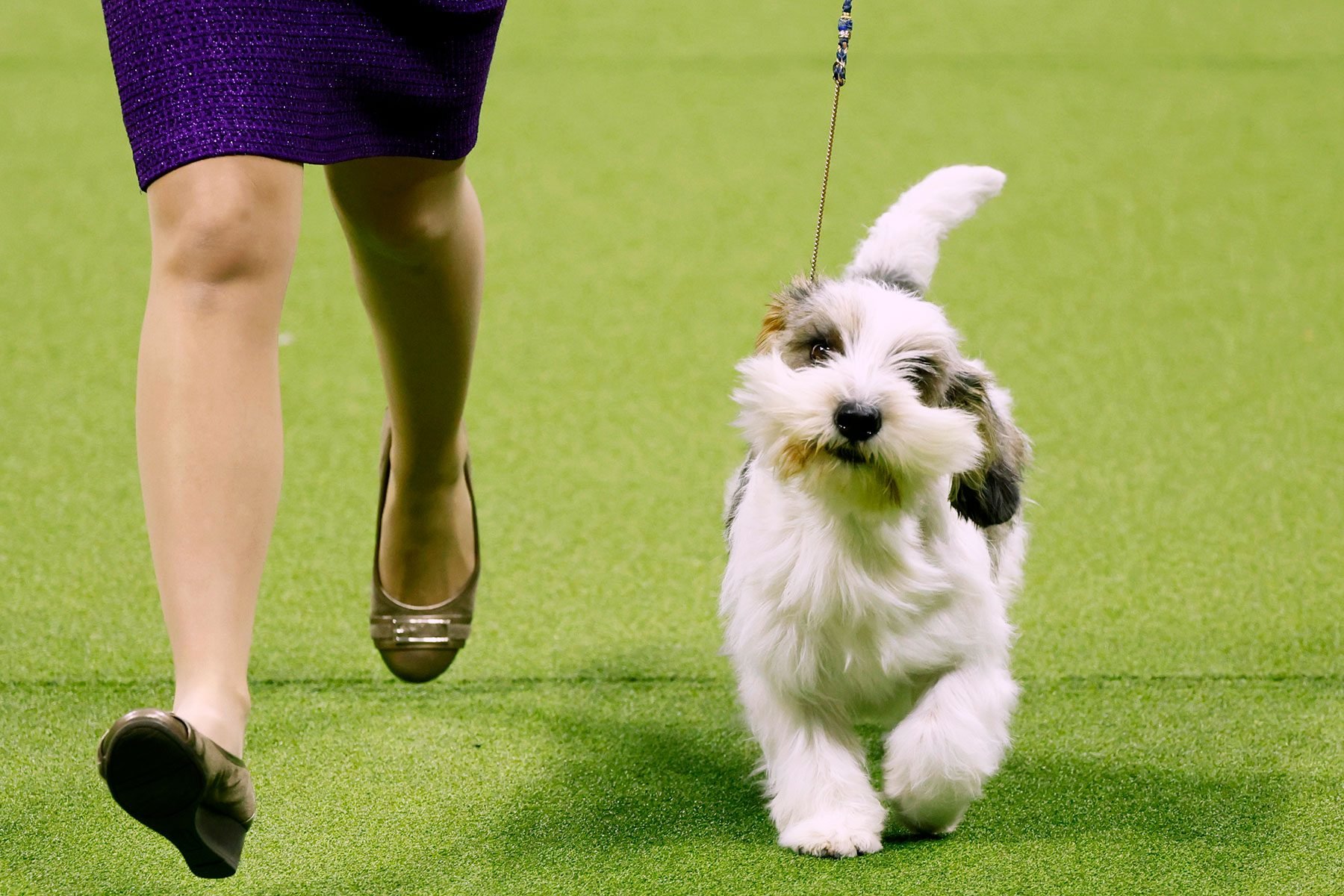 Buddy Holly Dog Show: A Rockin' Good Time for Pooches and Their Human ...
