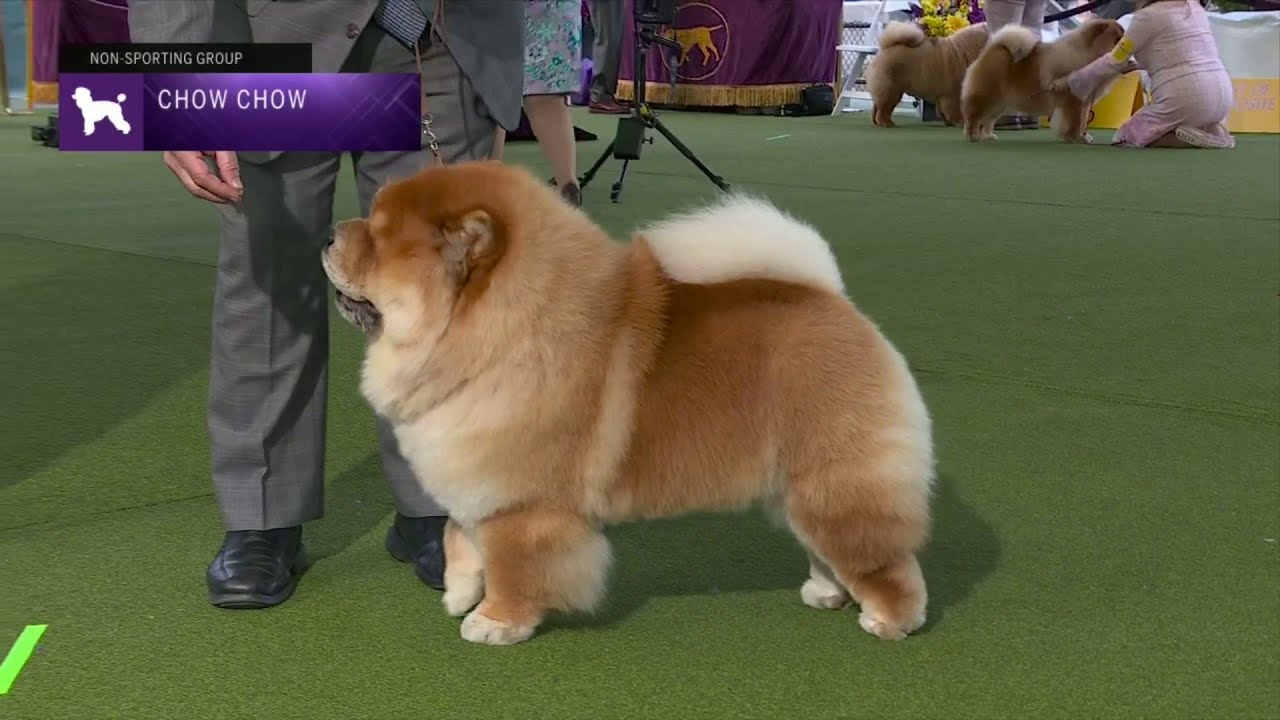 Unleashing the Best of the Best: The Ultimate Chow Chow Dog Show Guide ...