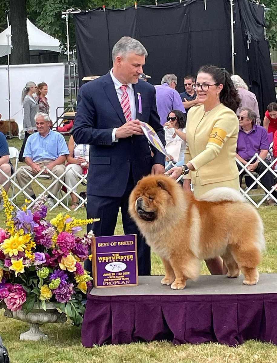 Unleashing the Best in Breed: The Chow Chow Show Dog Guide - Dog Show TV
