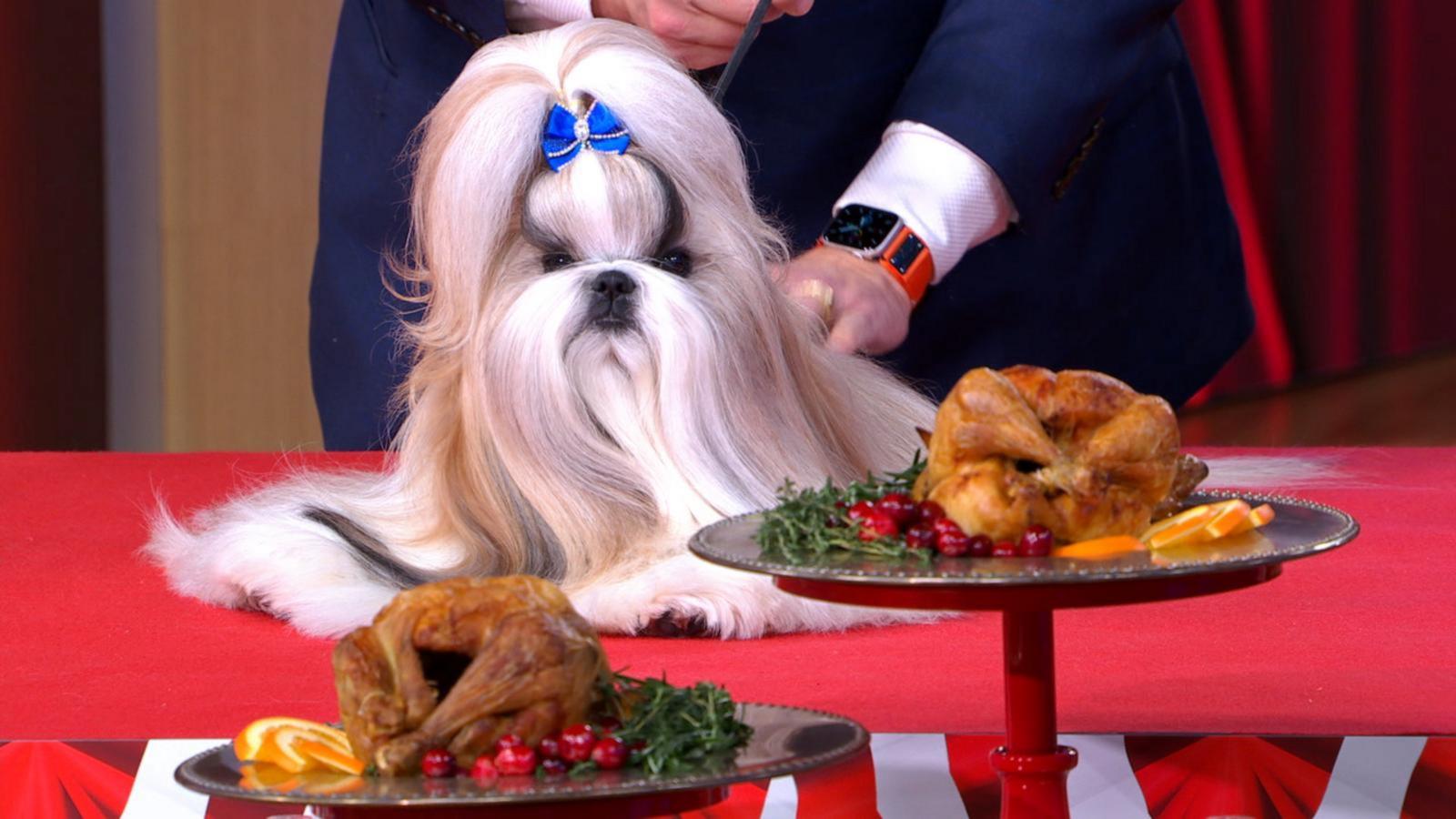 Comet: The Best in Show Dog You Need to Meet! - Dog Show TV