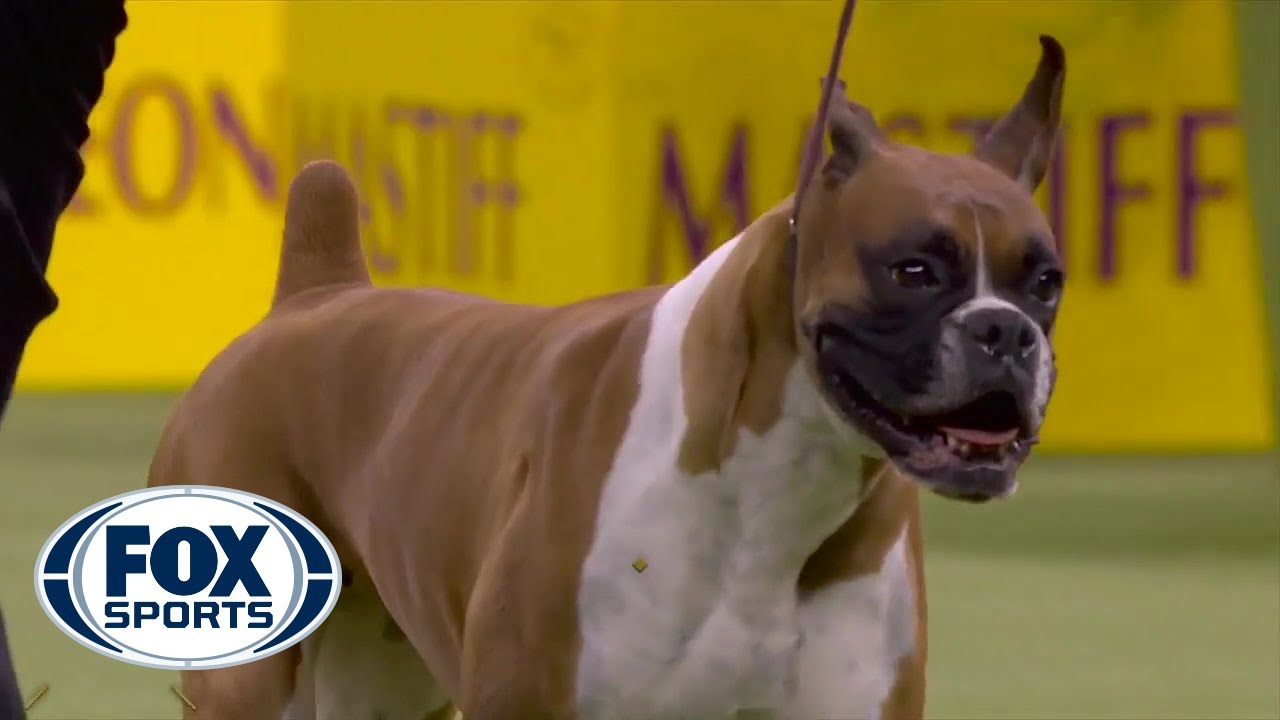 Best in Show: The Boxer's Triumph in the Dog Show Spotlight - Dog Show TV