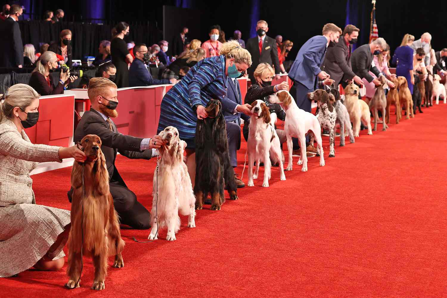 Unleashing the Excitement: A Closer Look at the AKC Dog Show Circuit ...