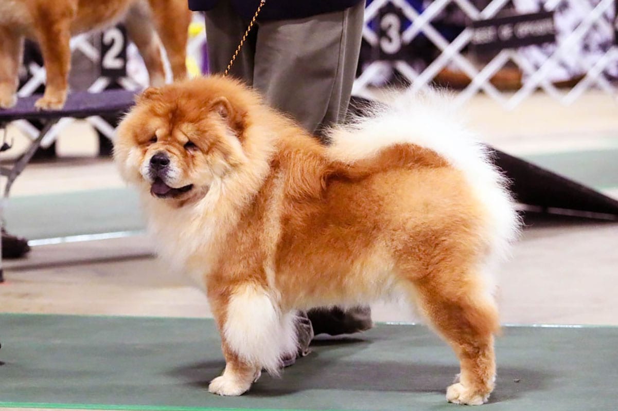 The Ultimate Guide to Dog Show Chow Chows: Everything You Need to Know ...