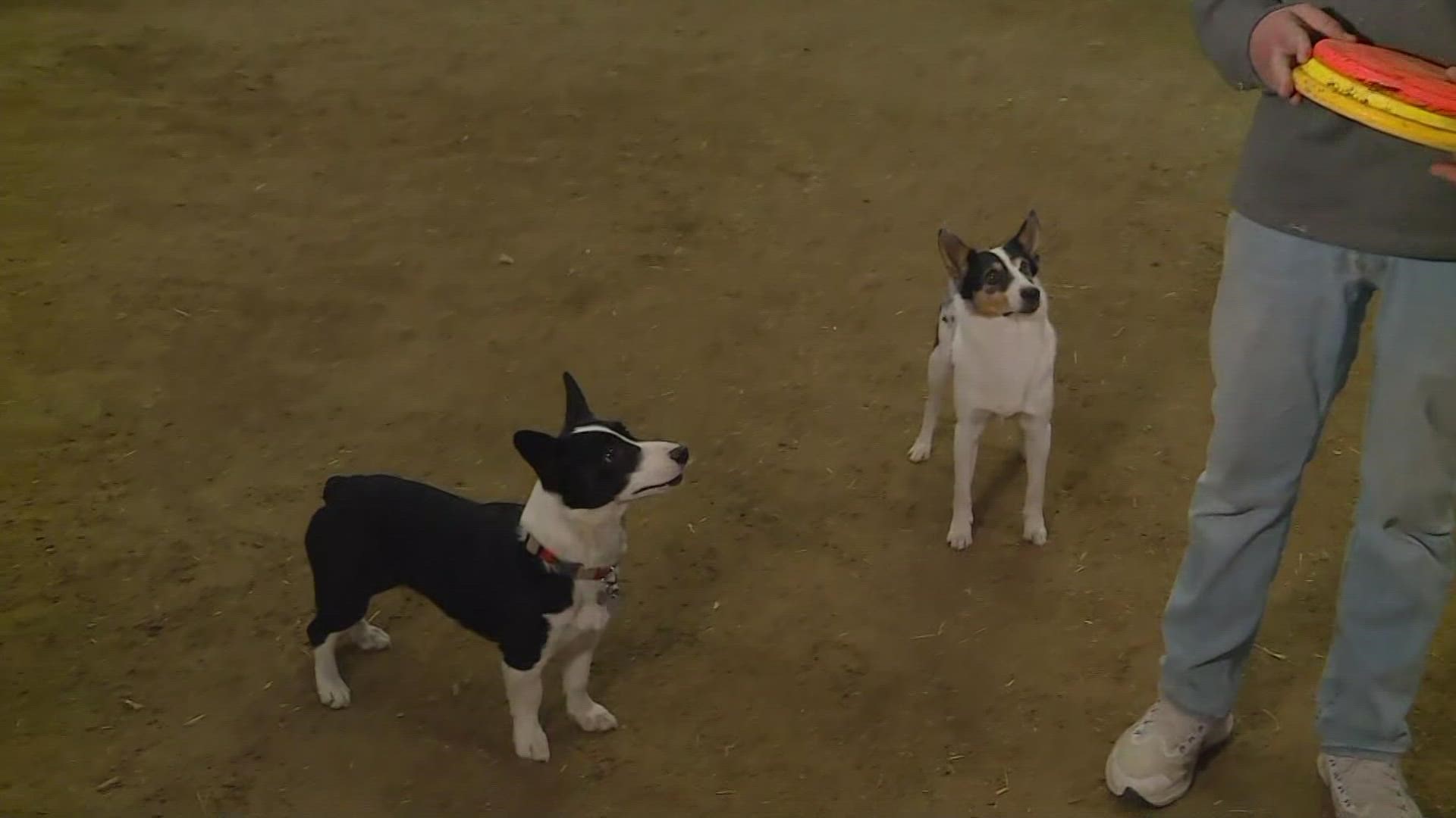 Barking Up a Storm: The Ultimate Guide to the Dog Show Denver ...