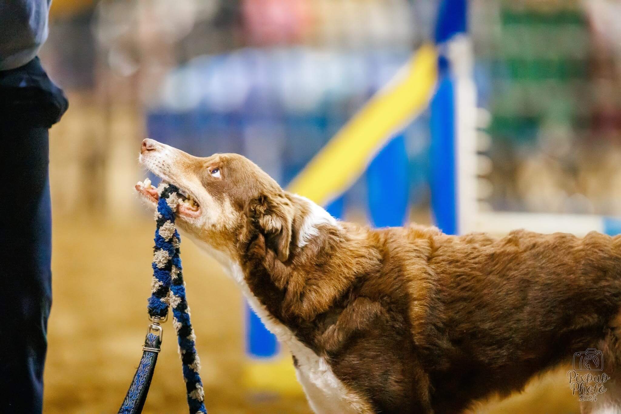 Unleashing the Future: Dog Show Host 2025 Steals the Spotlight - Dog ...